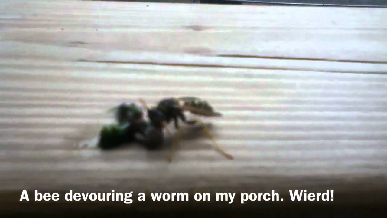 A bee eating a worm. - YouTube