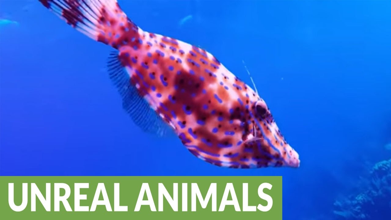 The bizarre color changing scrawled filefish - YouTube
