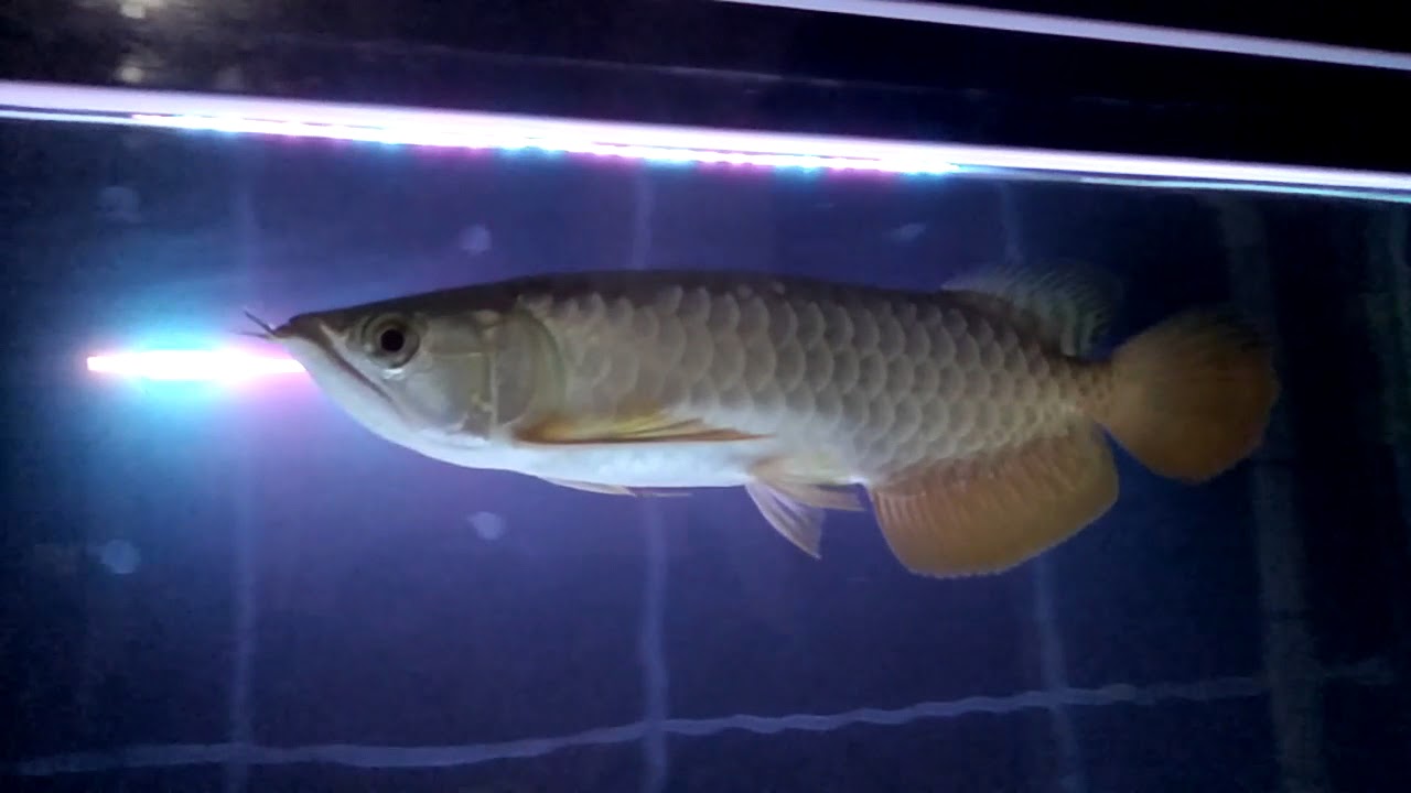 Arwana golden red - YouTube