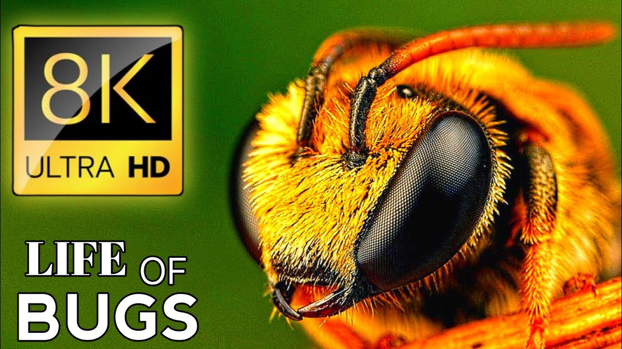 THE LIFE OF BUGS 8K ULTRA HD - YouTube