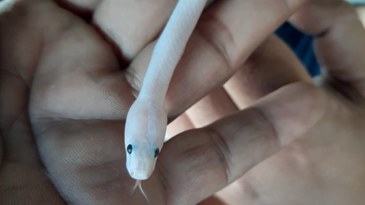 ULAR CICAK,ULAR GENTENG (LYCODON CAPUCINUS) LEUCISTIK - YouTube