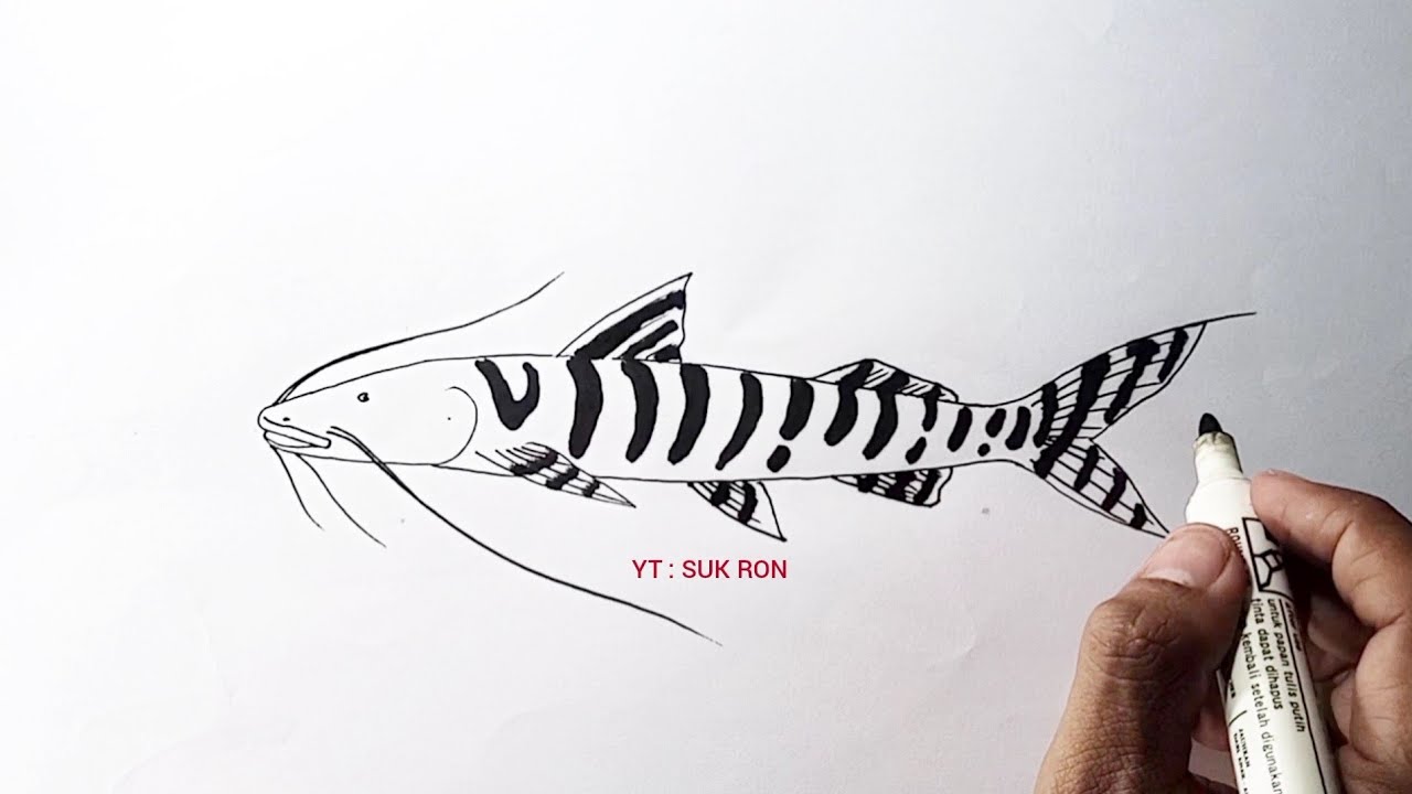 Menggambar Ikan Lele Harimau dari sungai Amazon - YouTube