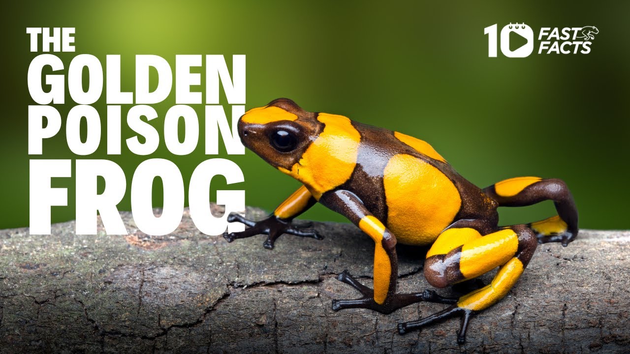 The Golden Poison Frog: A Story of Survival - YouTube
