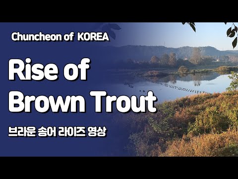 [Flyflanet 78] [Fly fishing movie] Rise of Brown trout