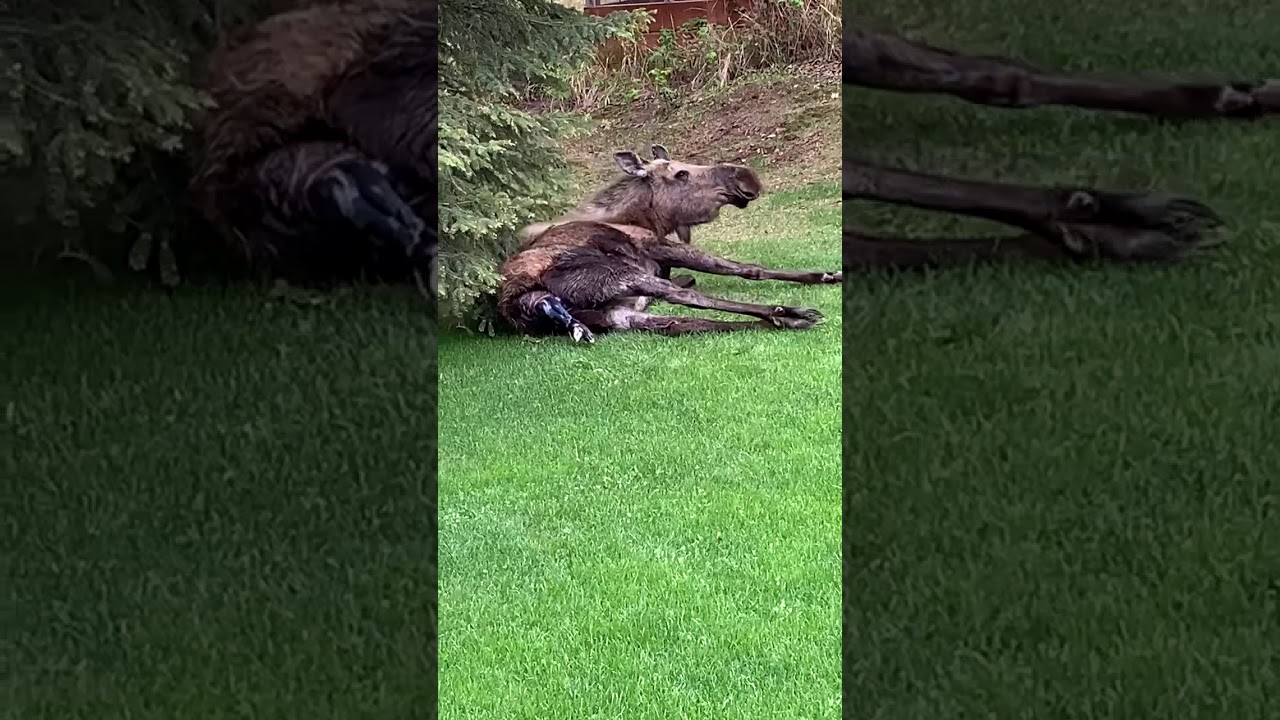Moose gives birth at our neighbourhood - YouTube