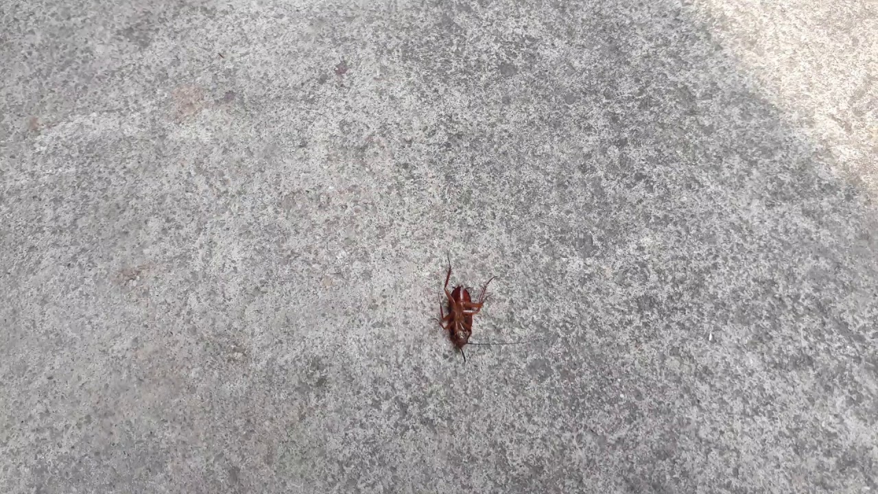 Best Way To Kill A Cockroach - YouTube