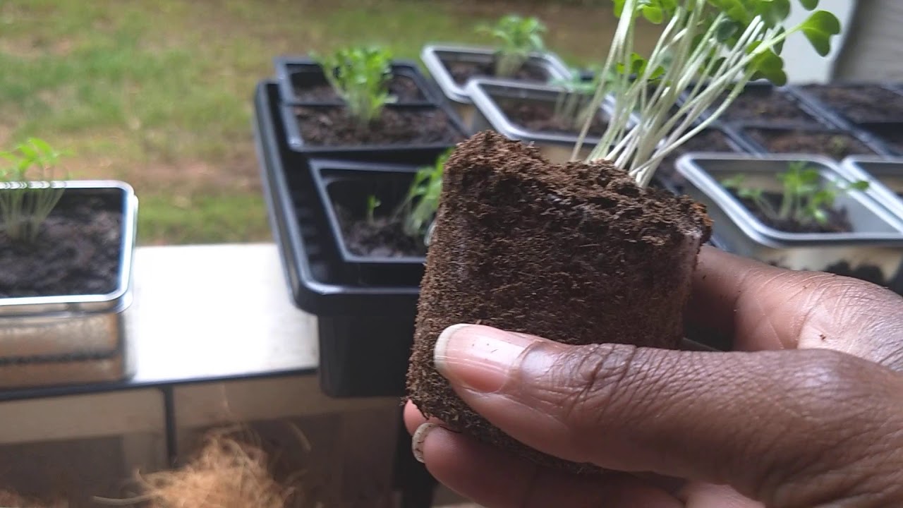 Mold and Transplanting seedlings - YouTube