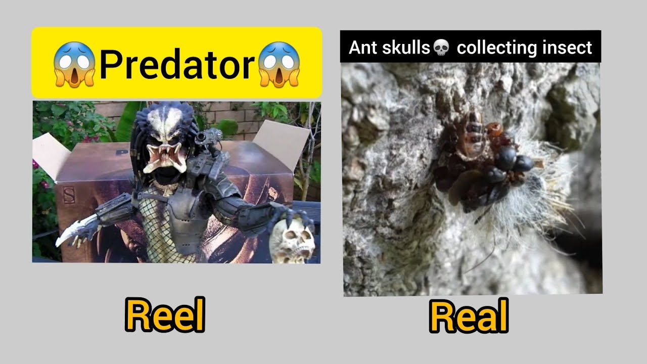 real life predator, insect carrying ant skulls💀 on his back. - YouTube