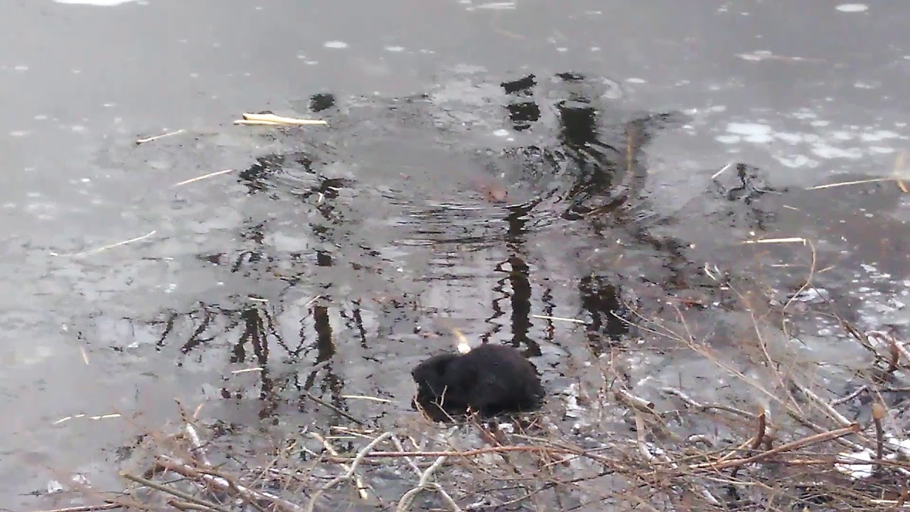 Riga beavers - YouTube