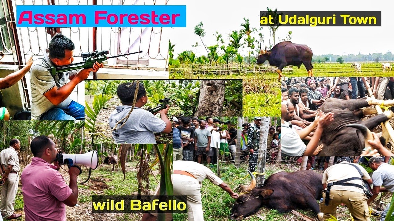 Hagrani Mithun mwi geder || Assam Forestera khadwng || Udalguri Assam ...