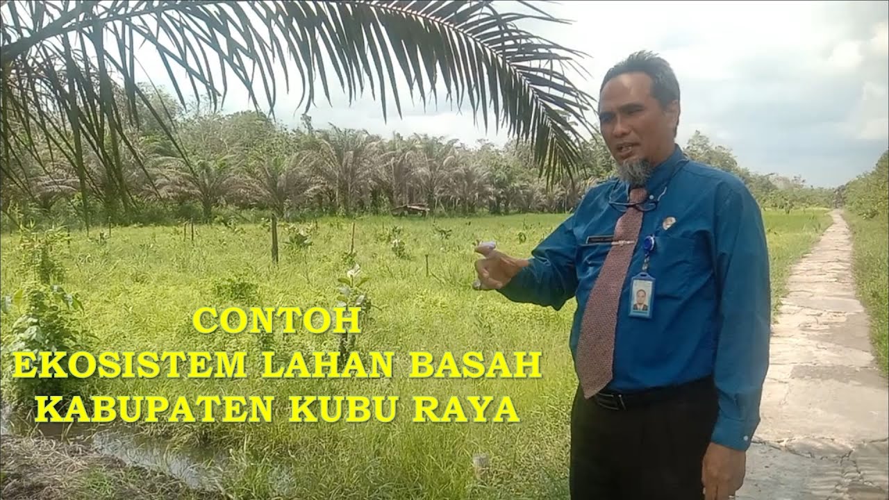 CONTOH EKOSISTEM LAHAN BASAH DI KAB KUBU RAYA - YouTube
