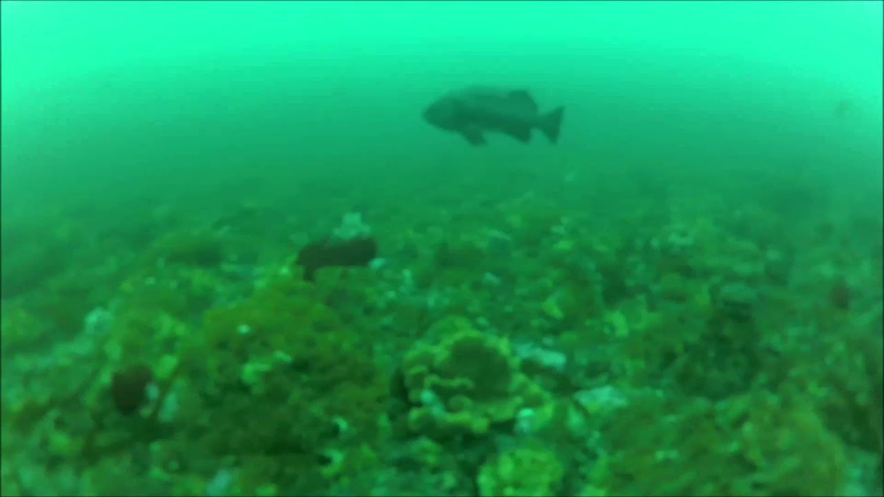GoPro Underwater Rockfish and Lingcod in Seward Alaska with Saltwater ...