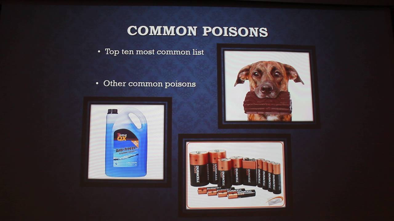 Poisonous Substances and Your Dog - YouTube