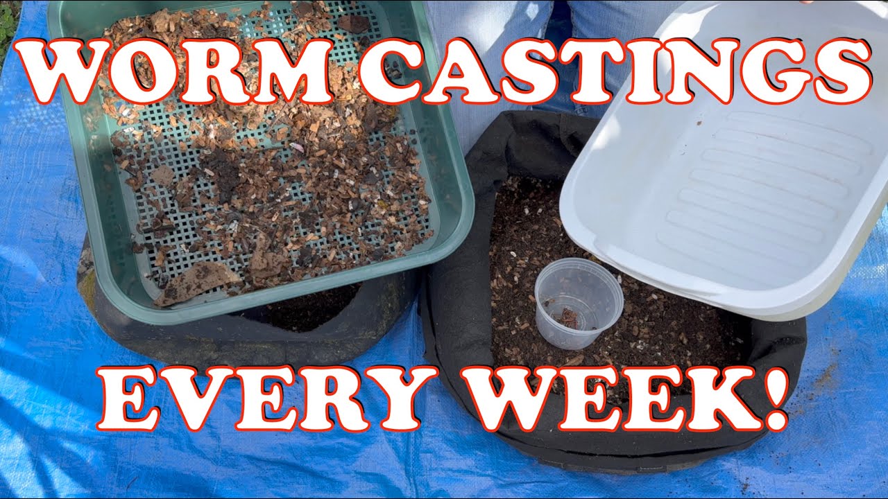 Create A Constant Supply of Worm Castings!! | Vermicompost Worm Farm ...