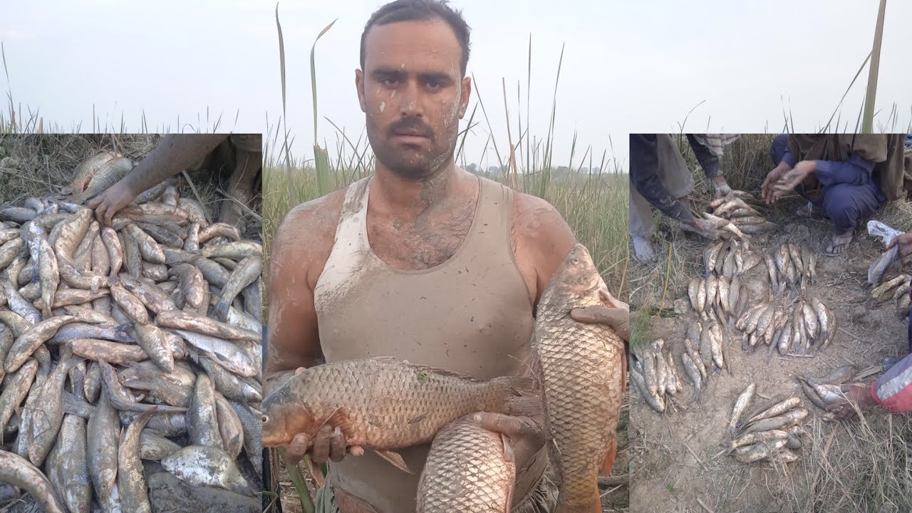 rahu fish hunting in pakistan/4 types fishes/net fishing/thail fish ...