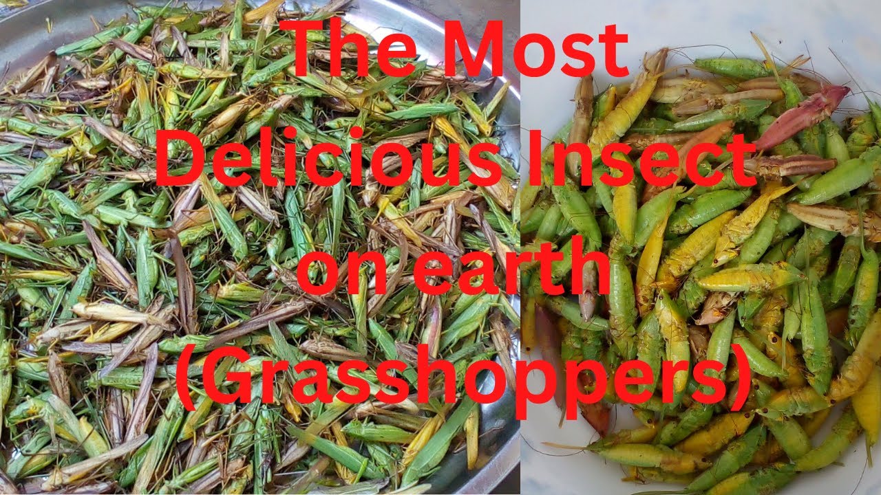 Preparing The Most Delicious Insect On Earth(Grasshoppers).#arua# ...