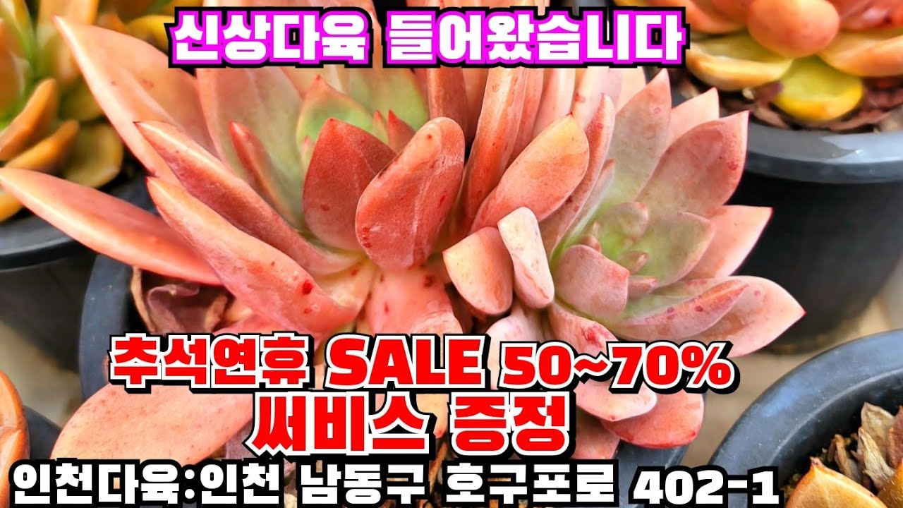 [인천다육] ️추석연휴 대박가 SALE 50~70%💥매일 써비스 증정 🏡인천 남동구 호구포로 402-1 ☎️ 010-5316 ...