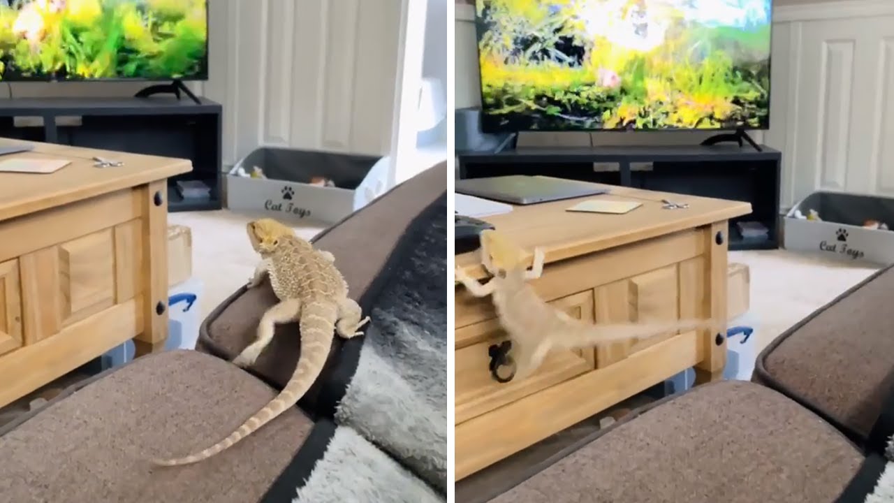 Bearded dragon's epic jumping fail caught on camera #shorts - YouTube