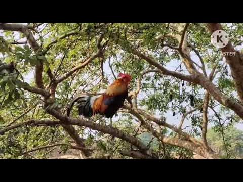 saib qaib dib txhawm 3 quas zoo 2024 - YouTube