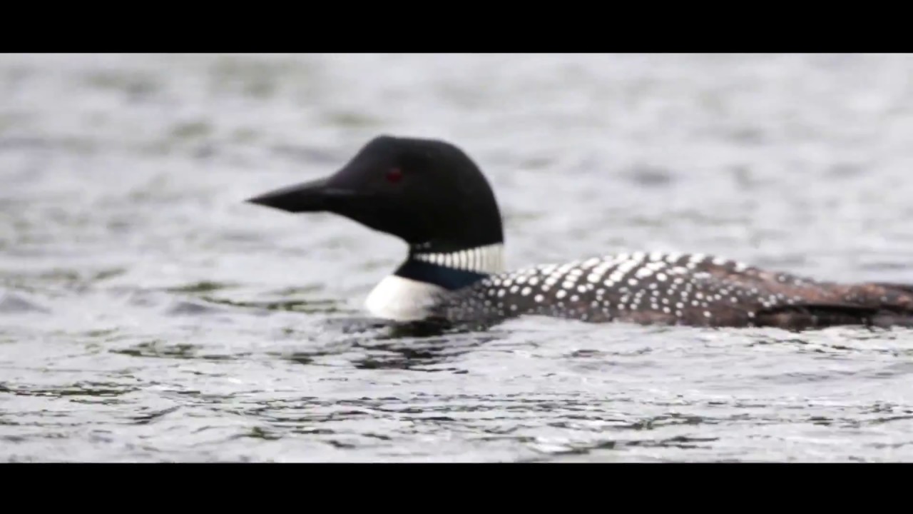 Loon artificial nest platforms - YouTube