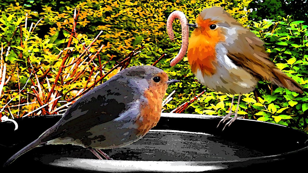 The Cutest Bird Thing You'll See: Robin Dad Feeds His Hungry Chick!!🐣🪱🐦 ...