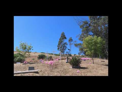 Naked Ladies in the Bodega Calvary Cemetery August 2024