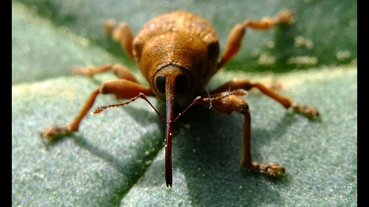 Curculio venosus - Rüsselkäfer / Weevil - YouTube