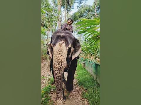 Thekkady Elephant Safari | Adventure | Honeymoon - YouTube