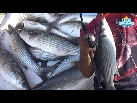 EN KOLAY KEFAL AVI!! / ŞAMANDIRALAR BATIYOR!! KAÇIRMAYIN...