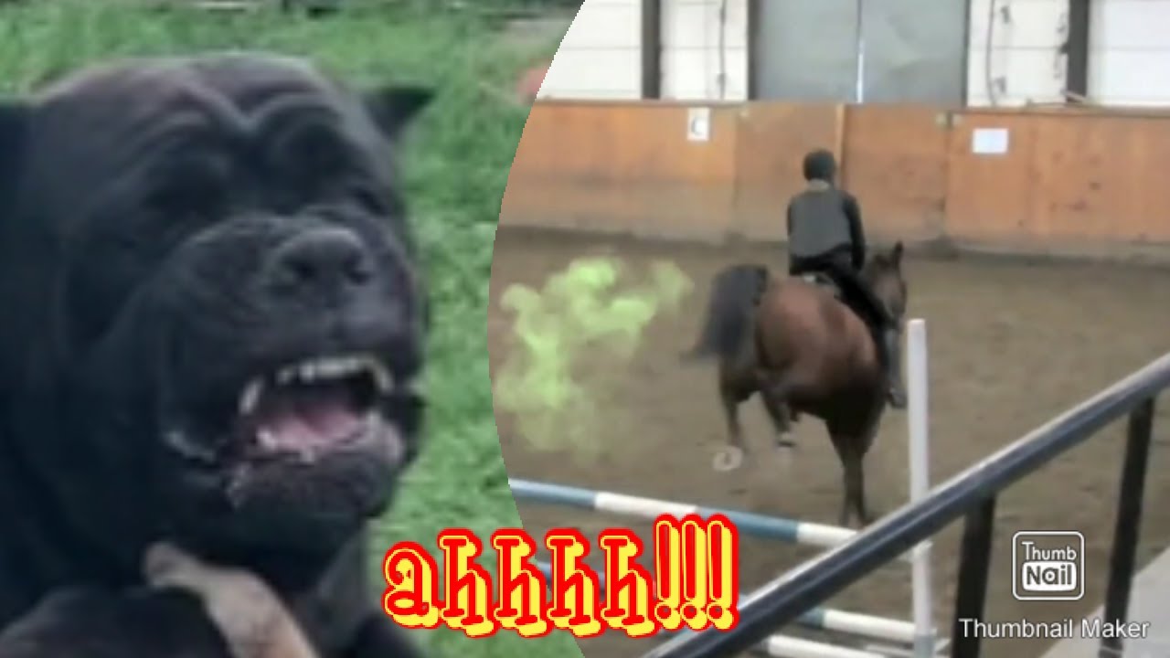 Animal fart is so annoying 😂 fart compilation - YouTube