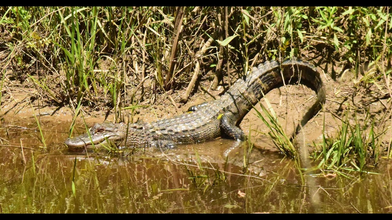 Oklahoma's rarest reptile? - YouTube