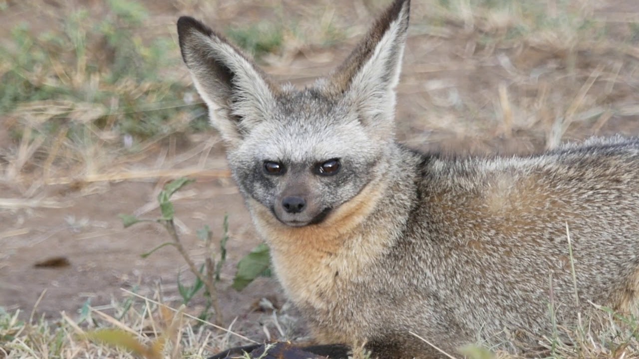 Bat eared fox - YouTube