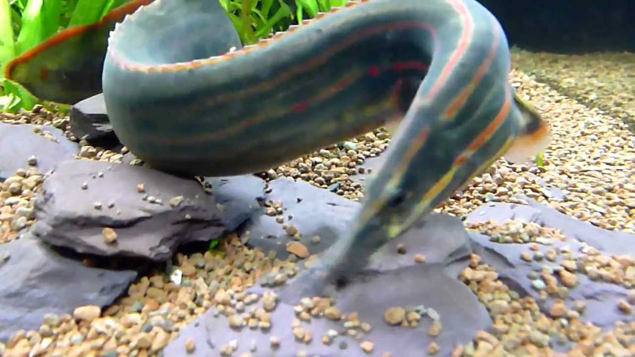 releasing fire eel (Mastacembelus erythrotaenia) into the 500l. - YouTube