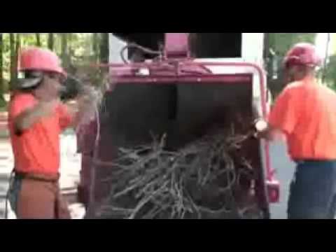 Virginia Beach Tree Service & Tree Removal Experts - Putman Tree ...