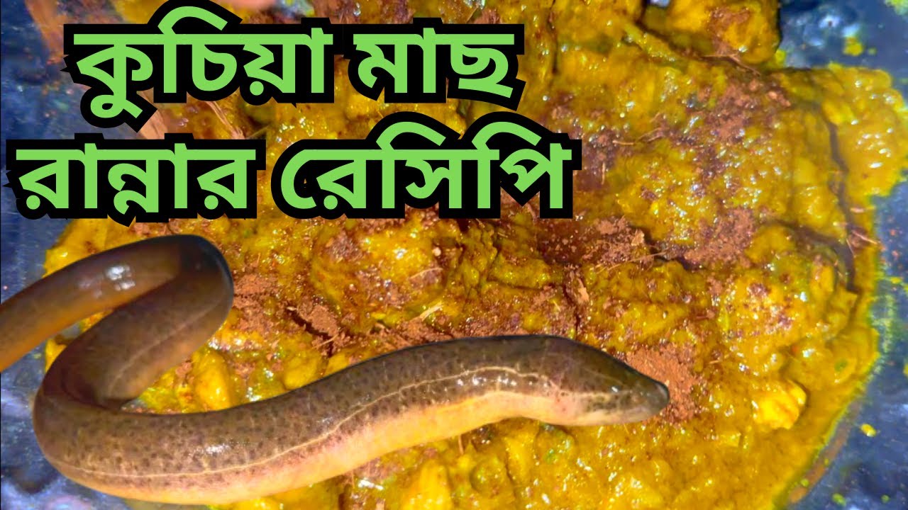 Kuche Fish Cooking Recipe: কুচিয়া মাছ রান্নার সহজ রেসিপি শিখে নিন Eel ...