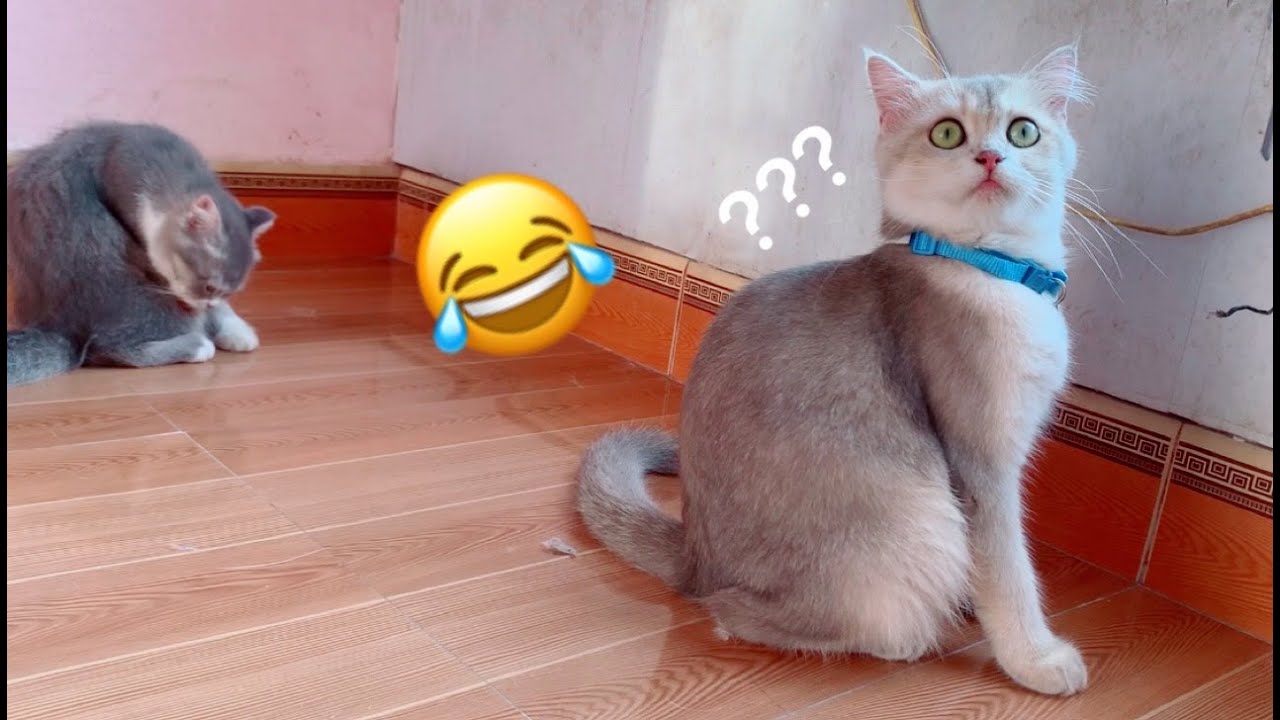 So funny cats 🤪 too cute #31 - YouTube