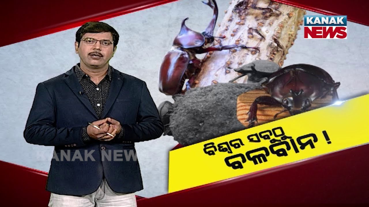 Special Report: Super Bug! World's Strongest Insect, Take A Look - YouTube