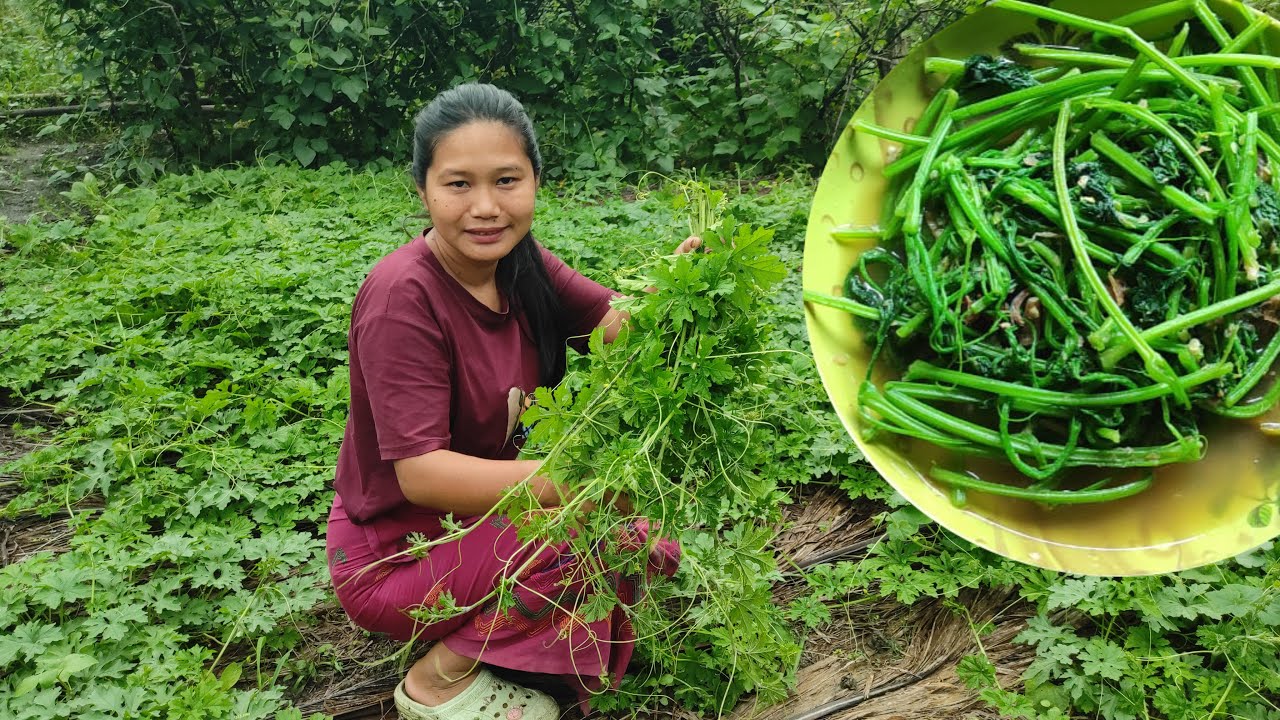 Cook and Eats Bitter-gourd Leaves | How to Cook Green Bitter-gourd ...