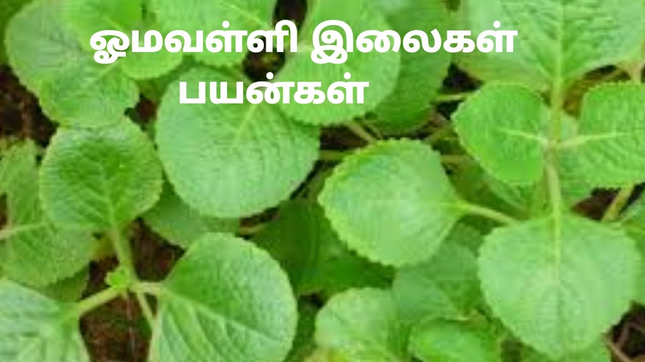 #ஓமவள்ளிச்செடி #மருத்துவப் பயன்கள் #OMAVALLI LEAVES #USES # ...