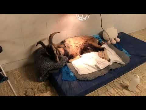 Cabra muy enferma - YouTube