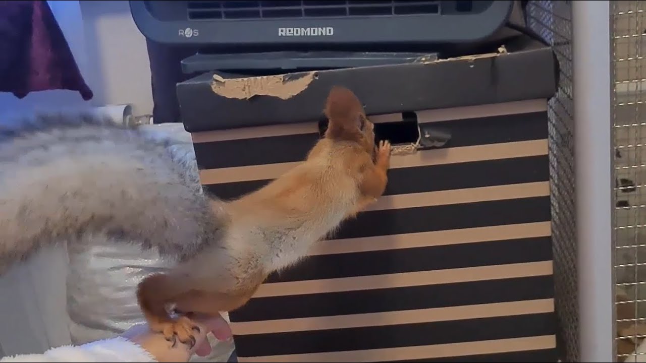 Очень умная белка!!! 🐿️ A very smart squirrel - YouTube