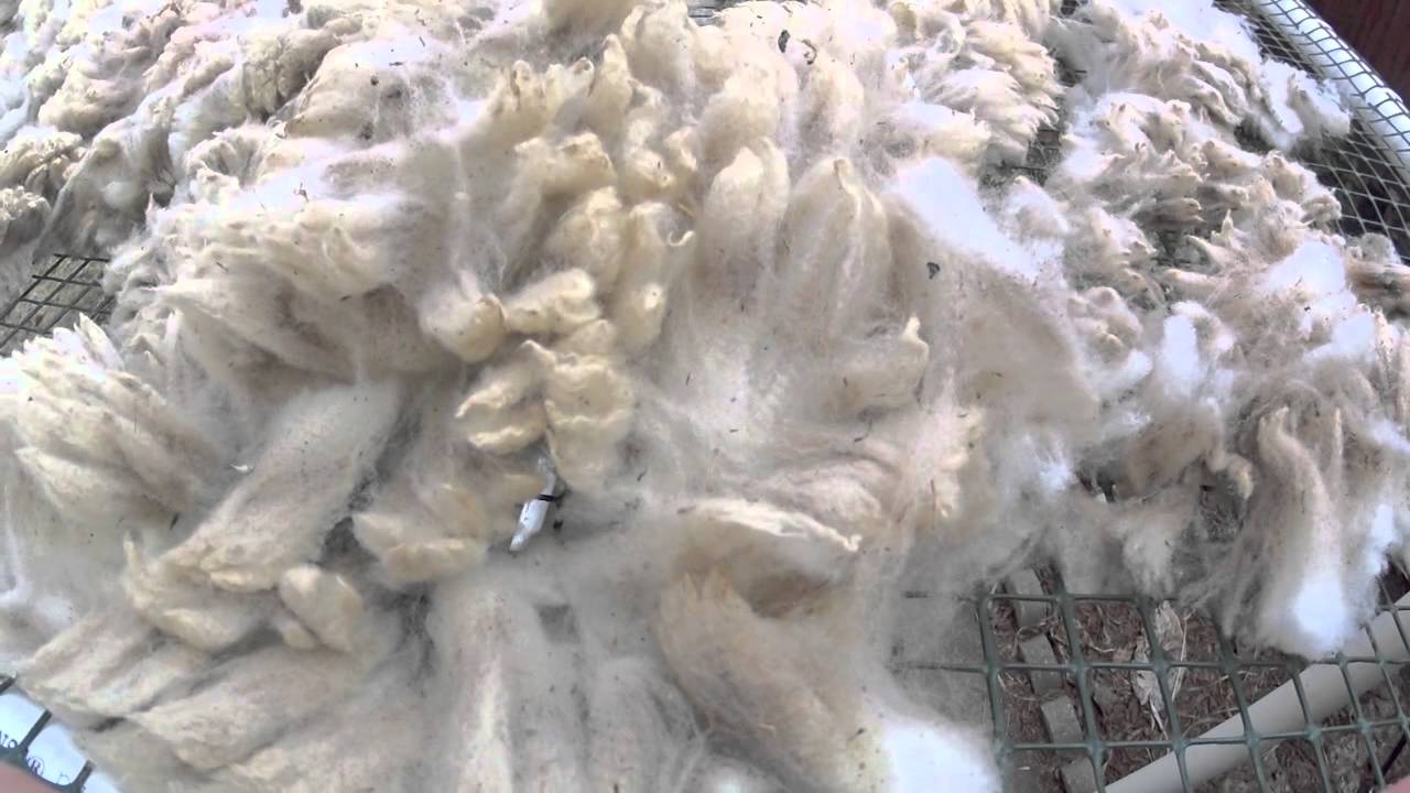 How to Pick a Fleece #1 - YouTube