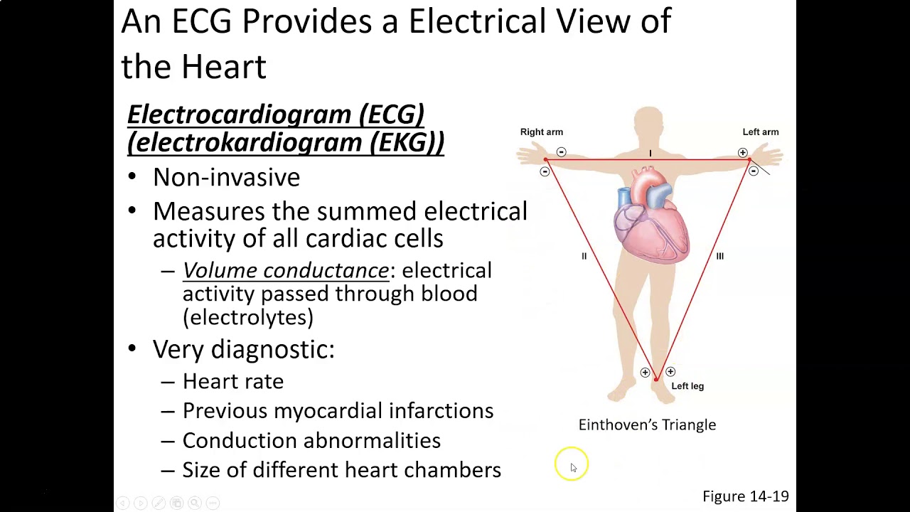 Lecture Cardiovascular 2 Conduction and Cardiac Cycle - YouTube