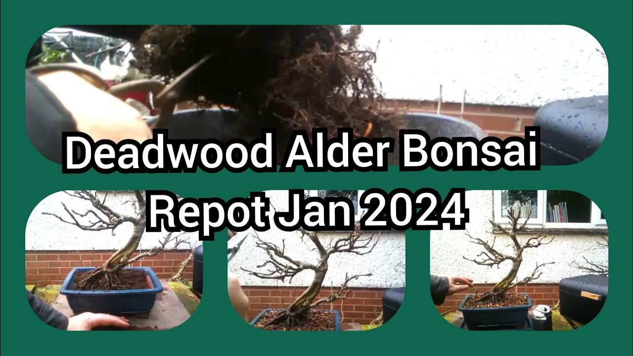 Deadwood Alder Bonsai Repot Jan 2024 - YouTube