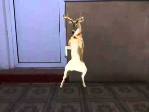 maral-maral cox gulmelidi baxin abune olun