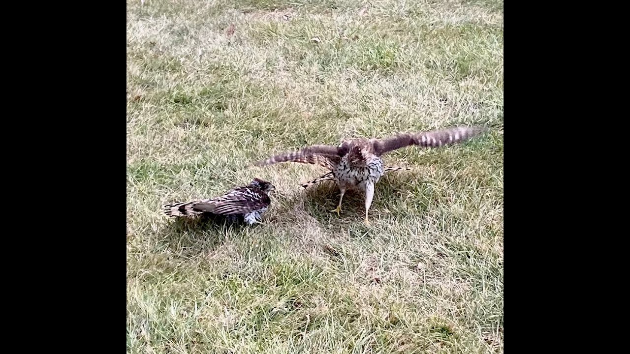 Raptor Eats Raptor - YouTube