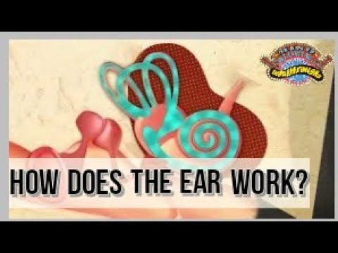 How does the ear work? - Mind Blowing Breakthroughs - YouTube
