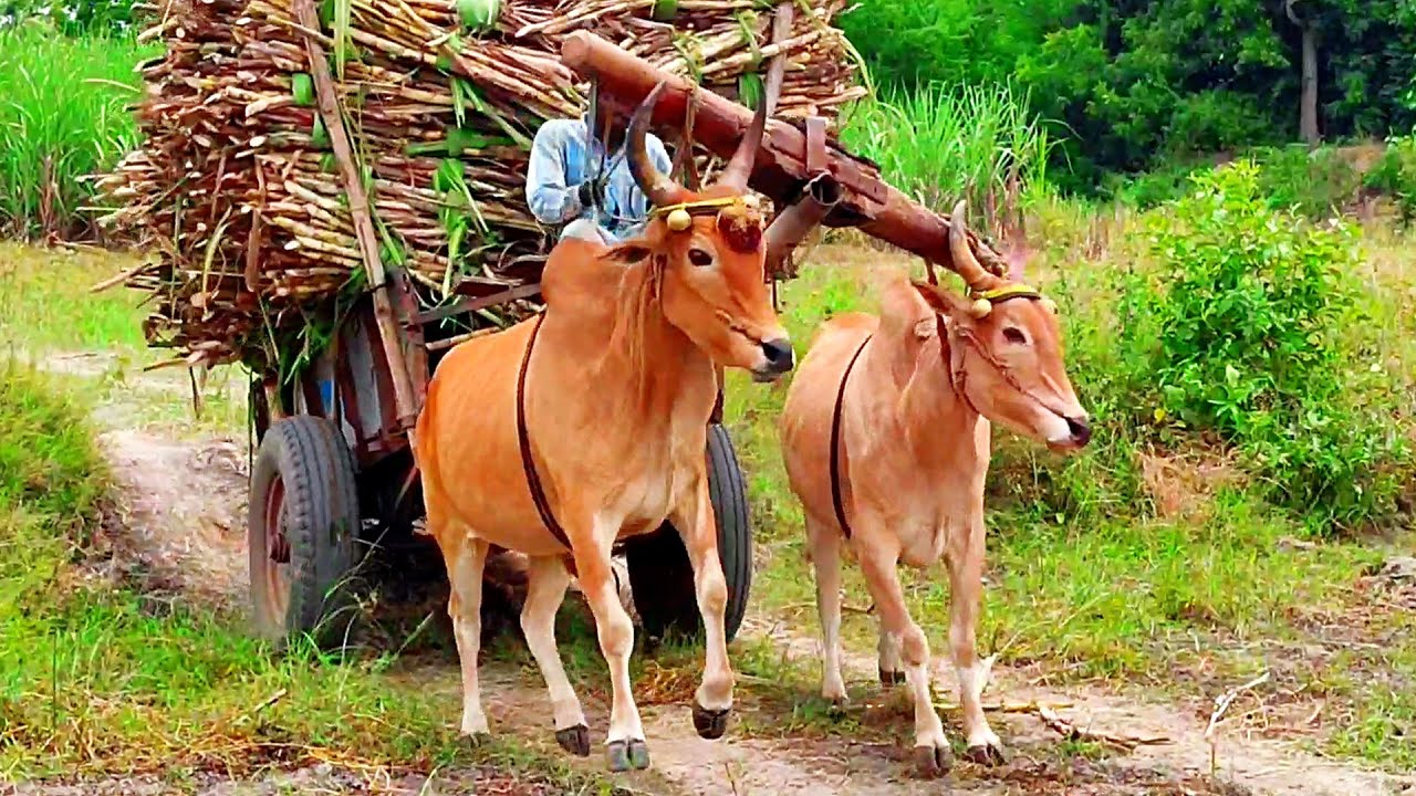 bullock heavy load race | bullock cart race | bullock heavy load ride ...