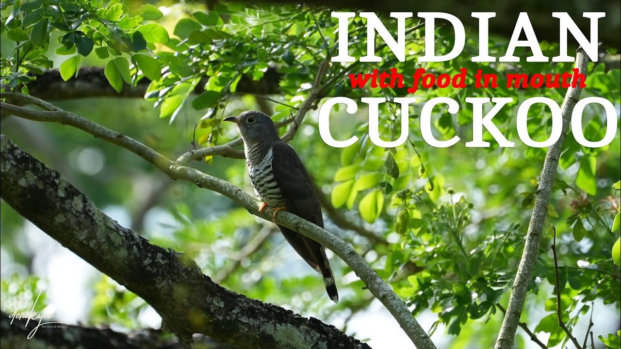 Indian Cuckoo With Food in Mouth - YouTube