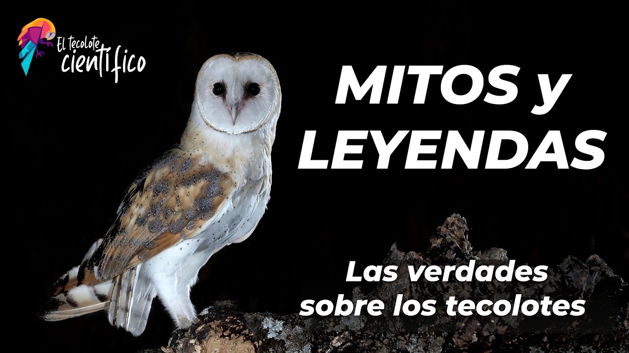 Documental “Mitos, leyendas y verdades sobre los tecolotes” - YouTube